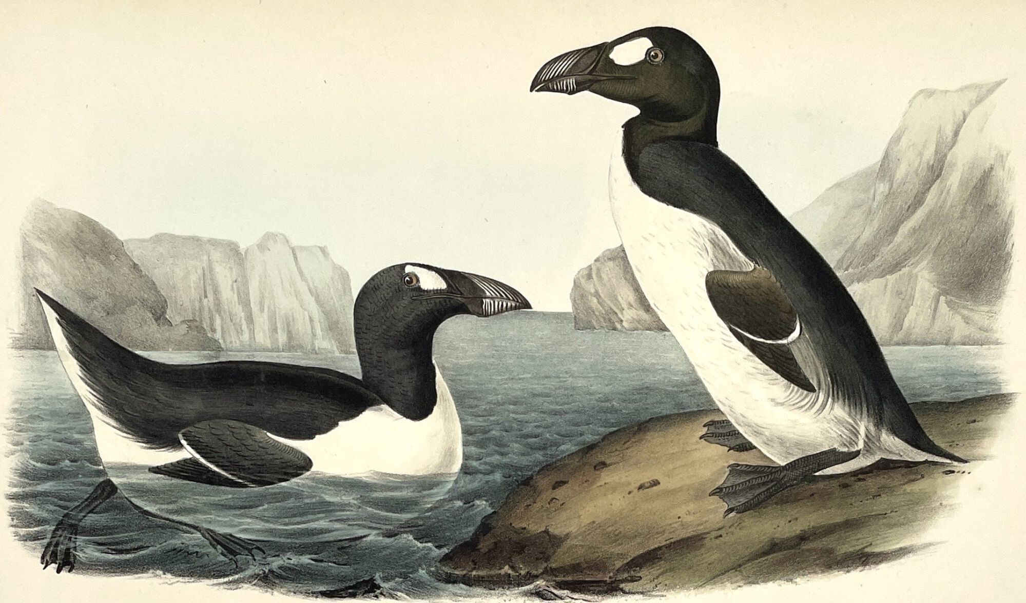 Great Auk: Octavo Print from Audubon’s Birds of America, Circa 1840 ...